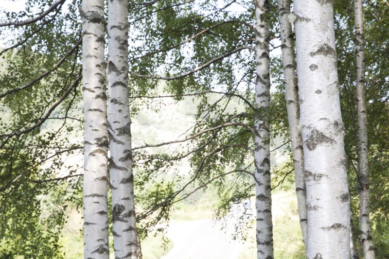 Professional Birch Tree Pruning Services